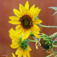 About | The Perry Page